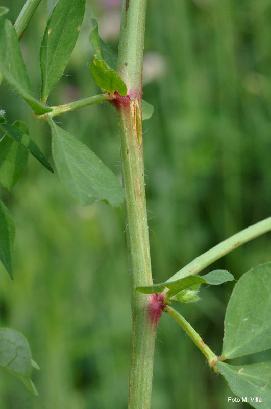 La flora del Parco Regionale di Montevecchia e della Valle del Curone
