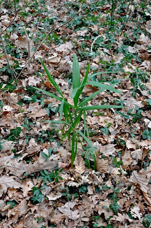 La flora del Parco Regionale di Montevecchia e della Valle del Curone