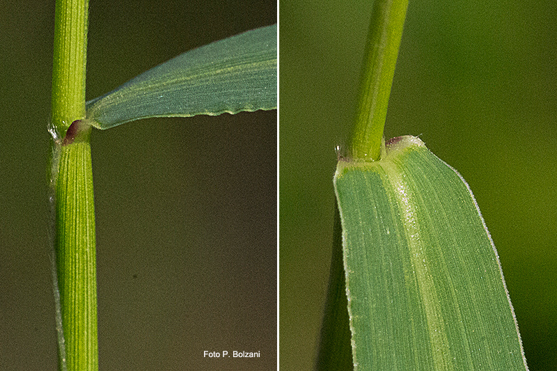 La flora del Parco Regionale di Montevecchia e della Valle del Curone